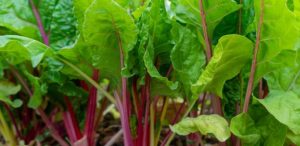 Les secrets de culture de la blette, légume à la saveur incomparable