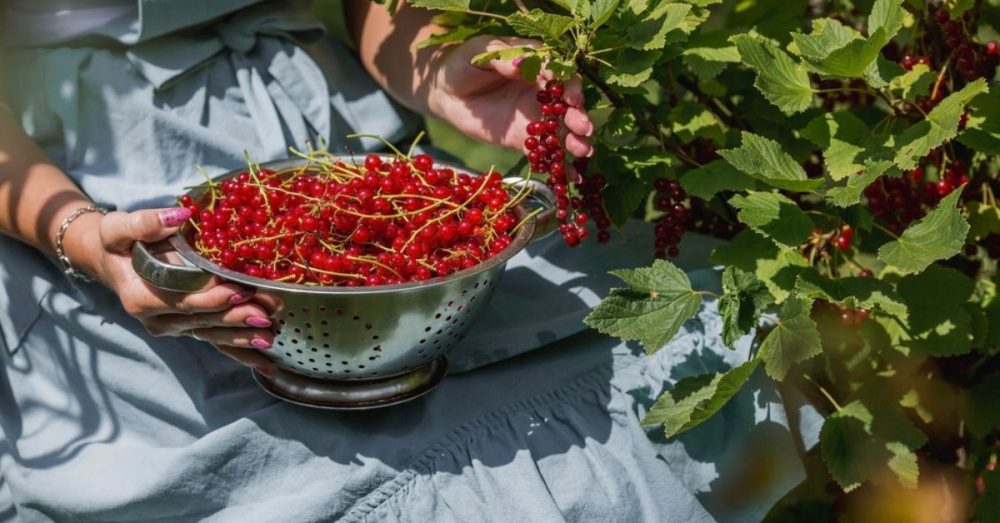 La figue verte : idées recettes pour savourer ce délicieux fruit d'été