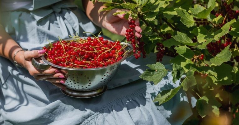 Recettes avec des groseilles : de nombreuses possibilités culinaires