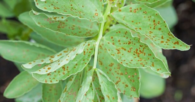 La rouille : reconnaître et lutter contre cette maladie fongique ...