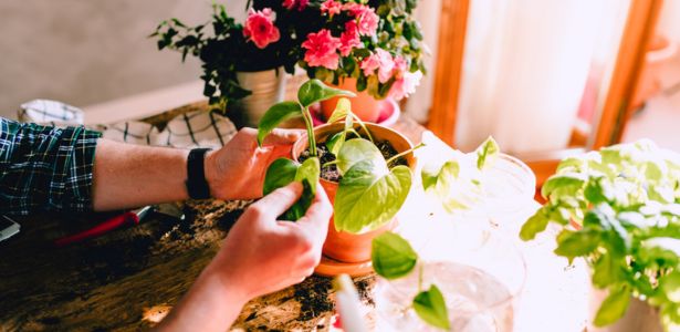 Les boutures à réaliser avant la fin de l'été pour un jardin florissant
