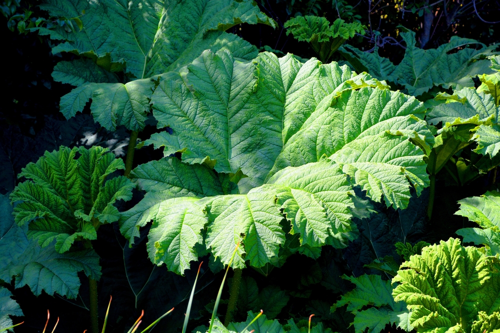 10 plantes exotiques fascinantes à installer au jardin