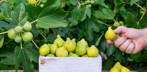 La figue verte : idées recettes pour savourer ce délicieux fruit d'été