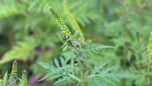Ambroisie : 15% des Français pourraient devenir allergiques d'ici 2050