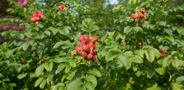 Rosa rugosa, l'incroyable rosier résilient aux propriétés médicinales