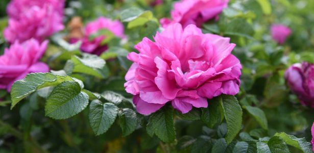 Rosa rugosa, l'incroyable rosier résilient aux propriétés médicinales