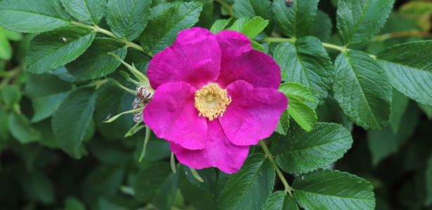 Rosa rugosa, l'incroyable rosier résilient aux propriétés médicinales