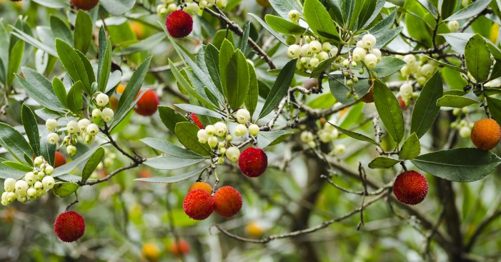Les arbouses : connaissez-vous ces super fruits