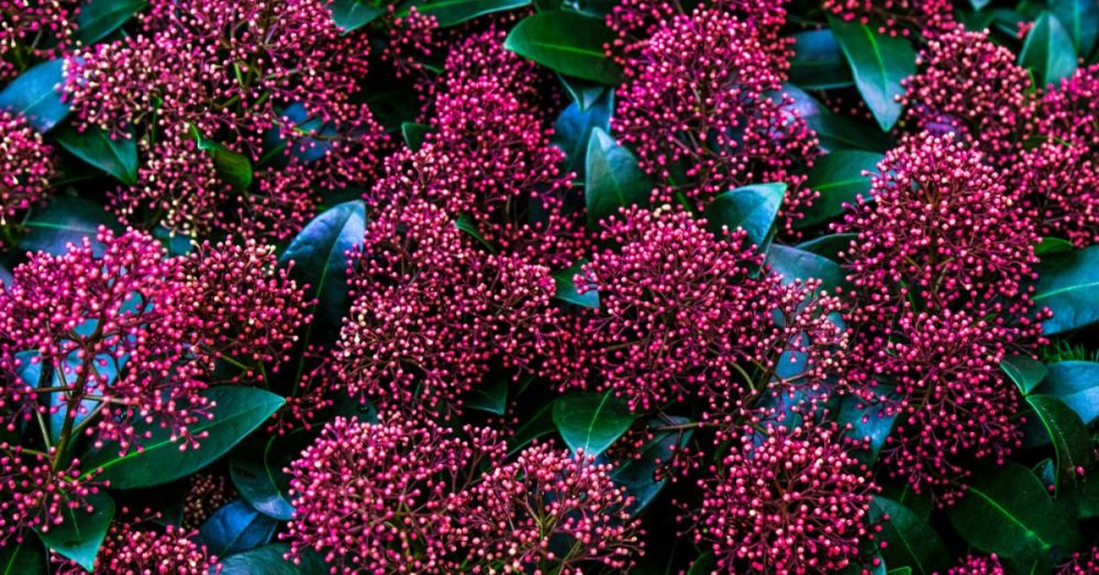 Les plus beaux arbustes persistants à planter au début de l'automne