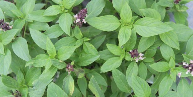 Le basilic perpétuel ou vivace pour avoir du basilic toute l'année