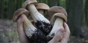 Cueillette du bolet : comment le reconnaître pour éviter les bolets ...