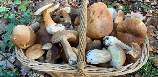 Cueillette du bolet : comment le reconnaître pour éviter les bolets ...