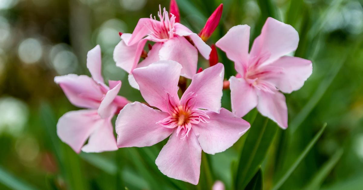 Quand et comment bouturer un laurier rose : 2 techniques pour propager ...