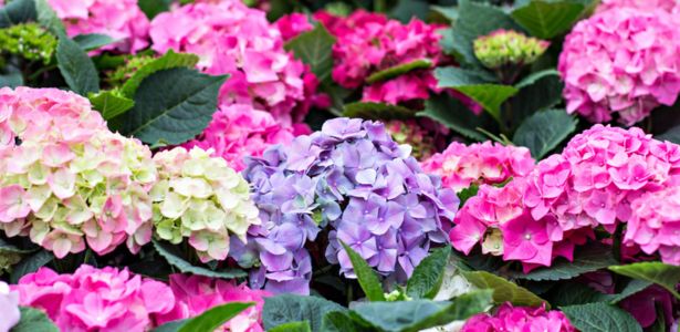 Jardiner en septembre : les gestes incontournables pour préparer l ...