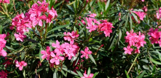 Prolonger la floraison du laurier rose en automne : techniques et astuces