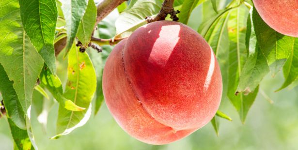 Jardinage d'automne : 12 fruitiers à planter dès septembre pour des ...