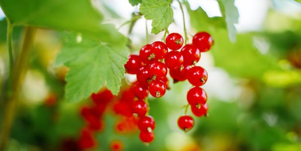 Jardinage d'automne : 12 fruitiers à planter dès septembre pour des ...