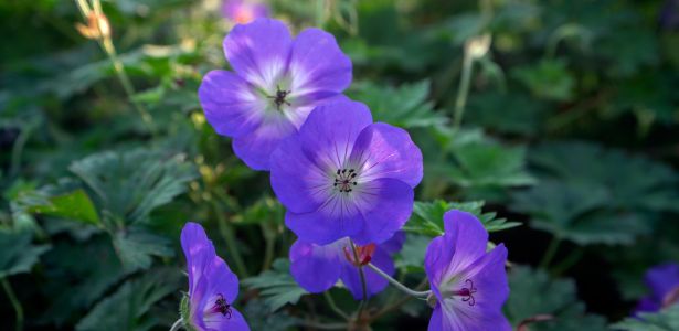 Le géranium rozanne, la plante du siècle ultra-résistante : quand et ...
