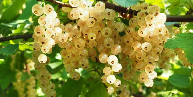 Tailler et protéger les groseilliers en automne pour de futures ...