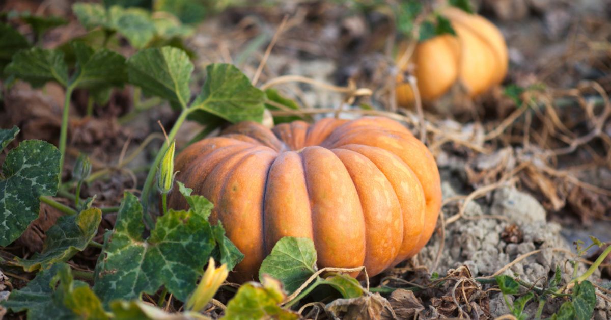 Quand et comment récolter les courges pour une saveur optimale
