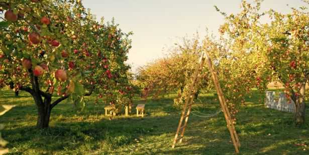 L'automne au verger : ces taches indispensables à de futures récoltes ...
