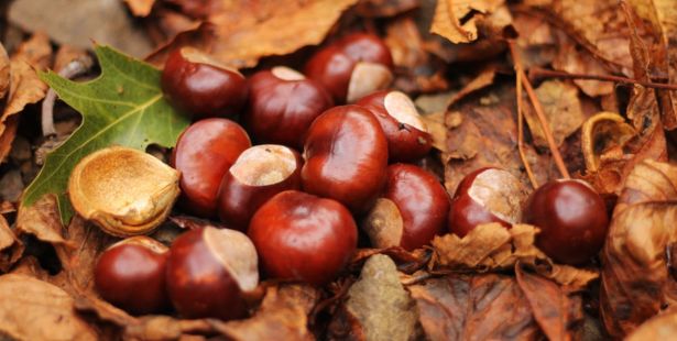 La saison des châtaignes : tout savoir pour une cueillette parfaite de ...