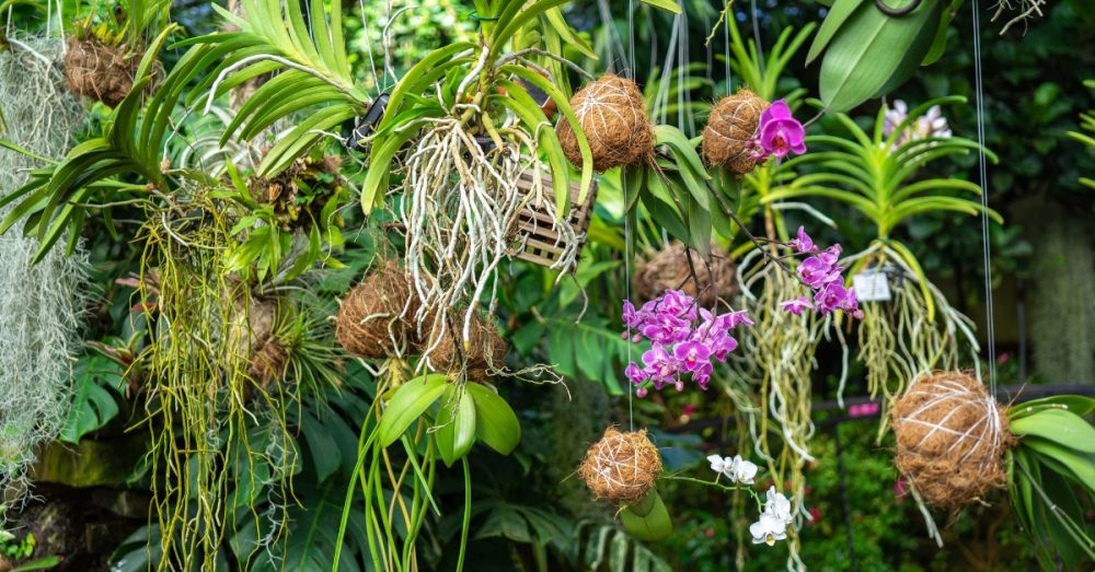 Le chiendent pied de poule, Cynodon dactylon : pour un gazon ultra ...