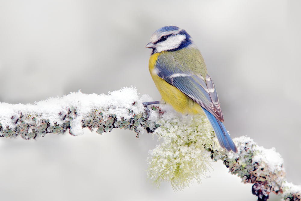 Quels arbustes et haies planter en automne pour protéger les oiseaux en ...