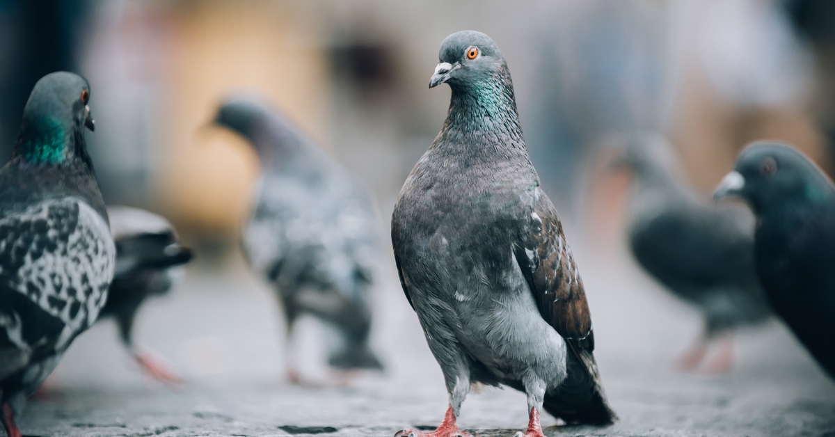 Incroyable : les pigeons apprennent comme une intelligence artificielle ...