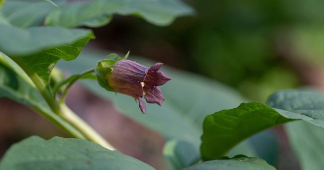 Connaissez-vous les plantes les plus toxiques