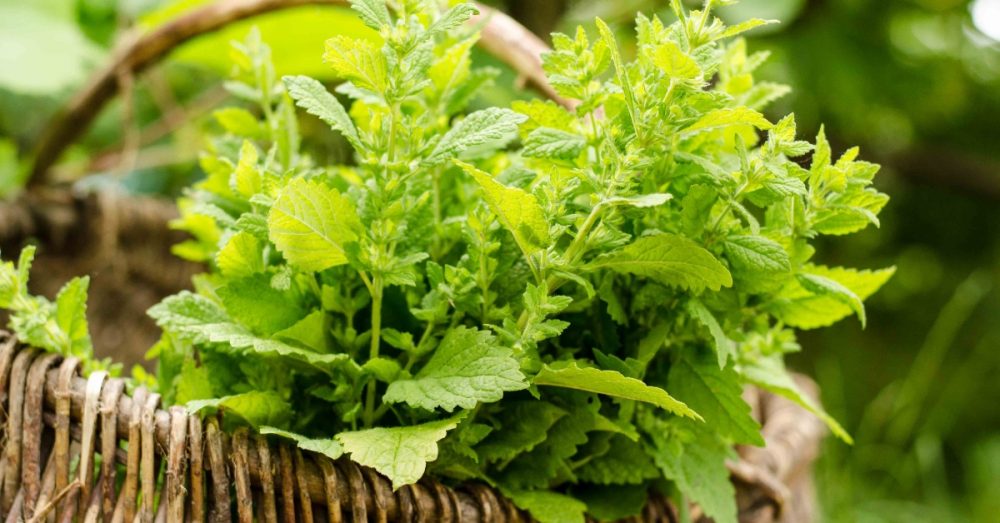 Cuisinez la mélisse : recettes fraîches et aromatiques