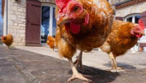 Même les poules peuvent rougir