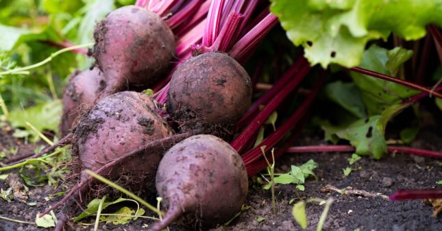 Cultiver et conserver les betteraves rouges en hiver : le guide facile ...