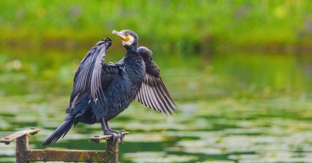 Soins beauté, santé... Que faire avec une branche d'aloe vera