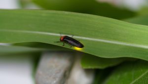 Le secret lumineux des lucioles enfin expliqué