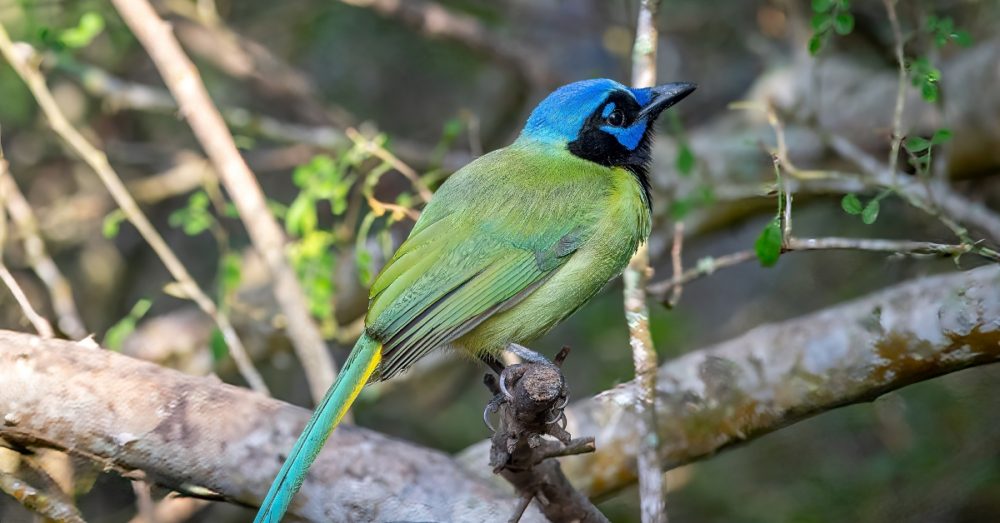 Le chiendent pied de poule, Cynodon dactylon : pour un gazon ultra ...