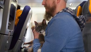 Animaux de compagnie : quel avion prendre pour voyager avec eux