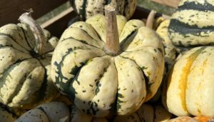 Le patidou, cette courge aussi délicieuse que méconnue : nos recettes ...