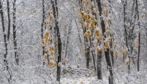 Marcescence au jardin : rôle écologique des feuilles sèches en hiver