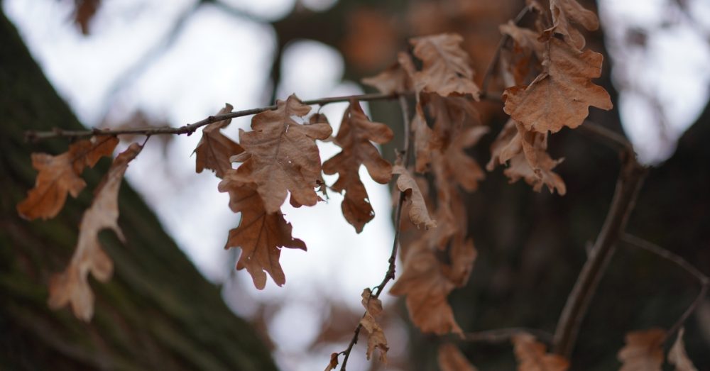 Marcescence au jardin : rôle écologique des feuilles sèches en hiver