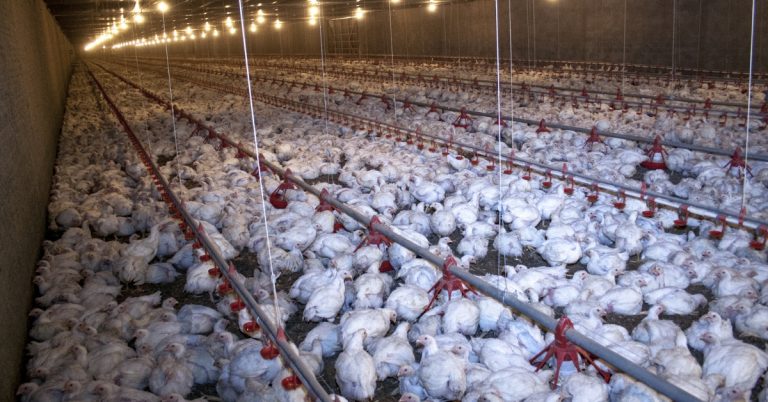 Fermes-usines : les nouvelles règles qui facilitent l’extension de l ...